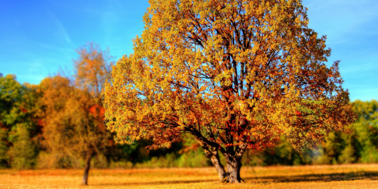 50th Annual Midhurst Autumnfest Fall Fair | Barrie 360