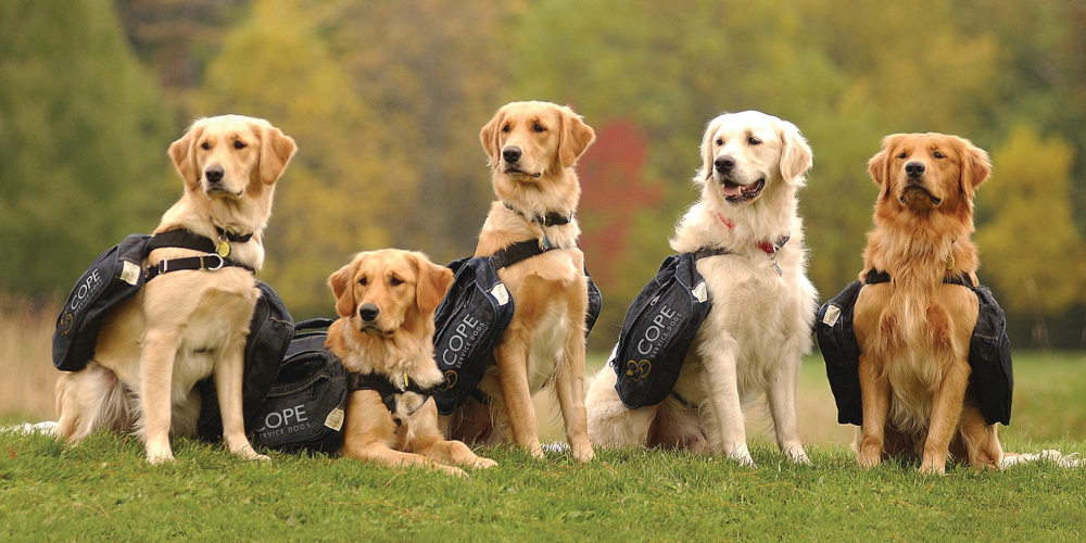 Support one of the amazing COPE Service Dogs at Buddy Paddles Simcoe ...