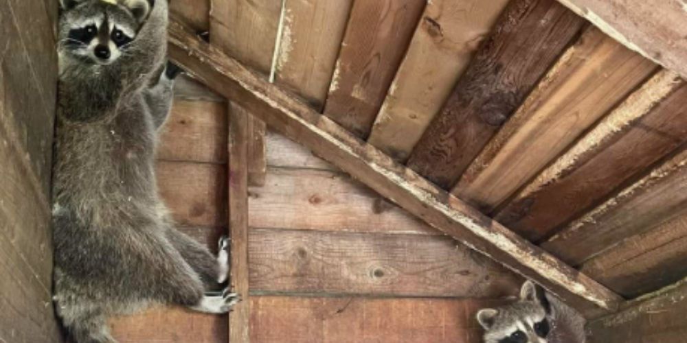 Ontario euthanizes 84 raccoons and accuses rehabber of mistreating animals