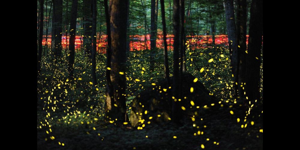 Fade into the night: Fireflies facing threats from climate change and ...