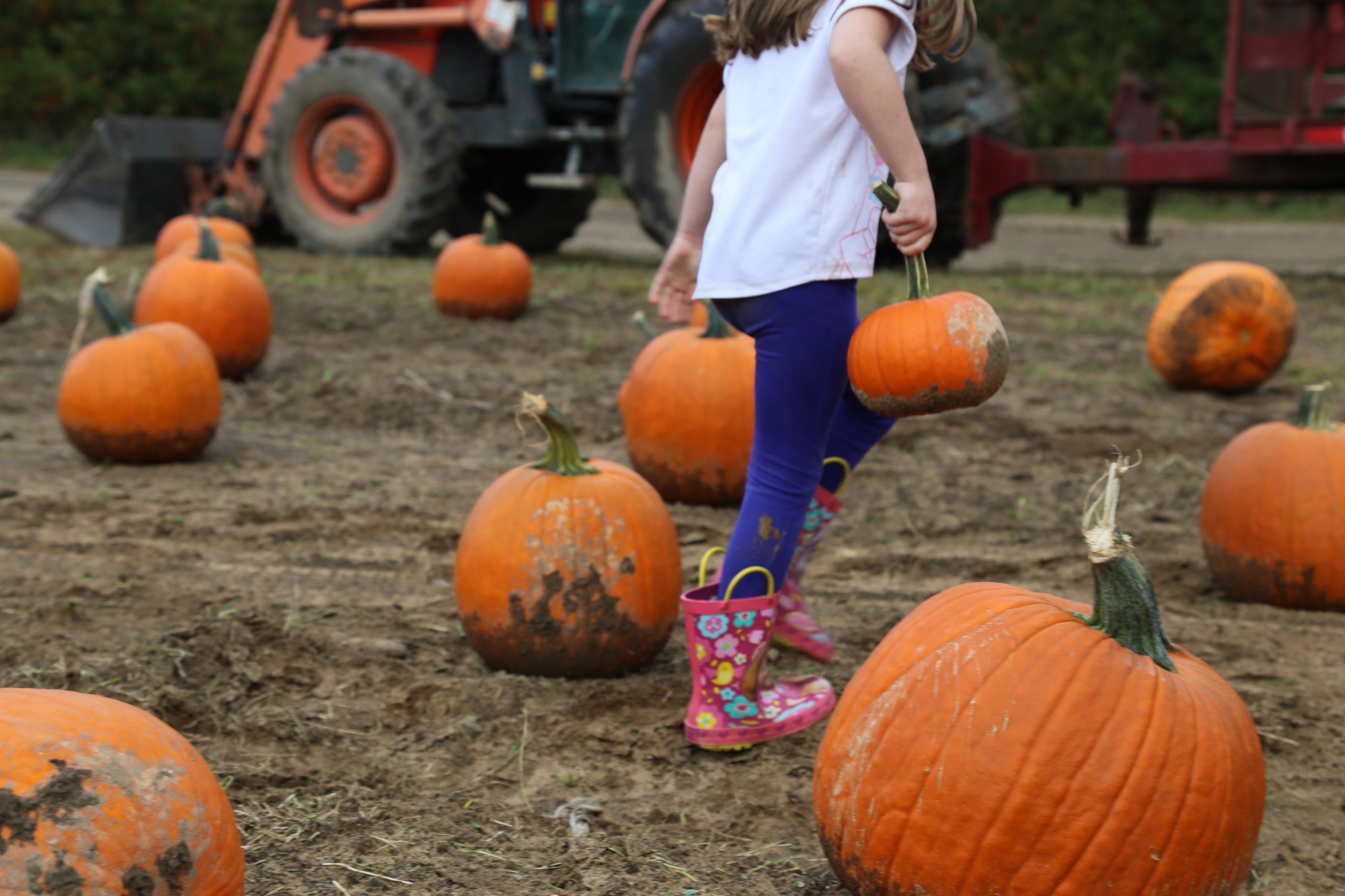 Halloween Has Taken Over This Well Known Christmas Tree Farm | Barrie 360