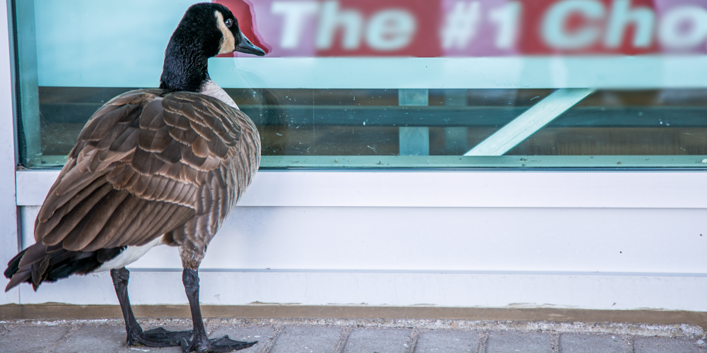 There's a goose on the loose | Barrie 360