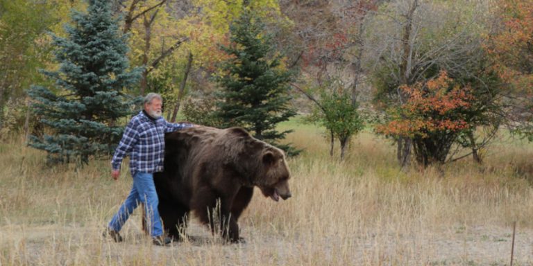 Little Bart: The big bear with an even bigger career, has passed away