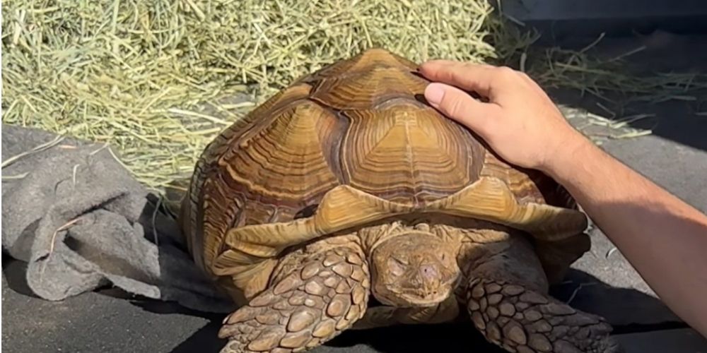Tortoise, Frank the Tank, found wandering in a B.C. field of bok choy ...