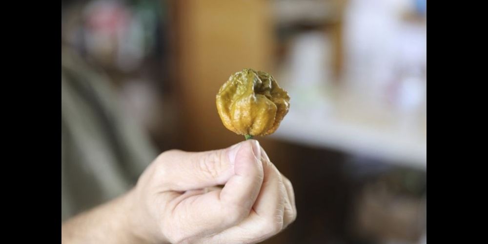 Pepper X marks the spot as South Carolina pepper expert scorches his ...