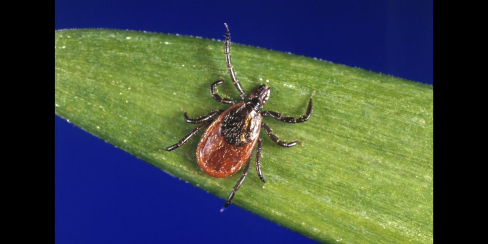 Ontario tracks spread of tick-borne illnesses; top doctor links it to ...