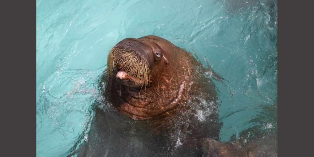 Last captive walruses in Canada moved to Abu Dhabi