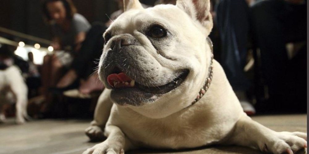 Beloved and debated, French bulldog becomes top US dog breed | Barrie 360