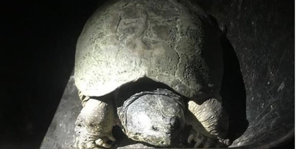 125-year-old snapping turtle found dead in 'unexpected' location ...