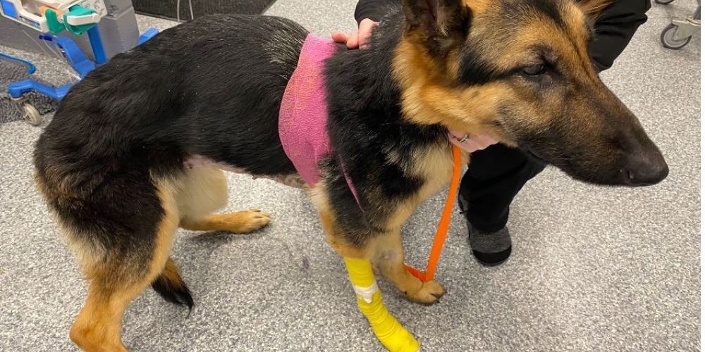 Humane society now caring for 14 dogs rescued in Barrie animal cruelty ...