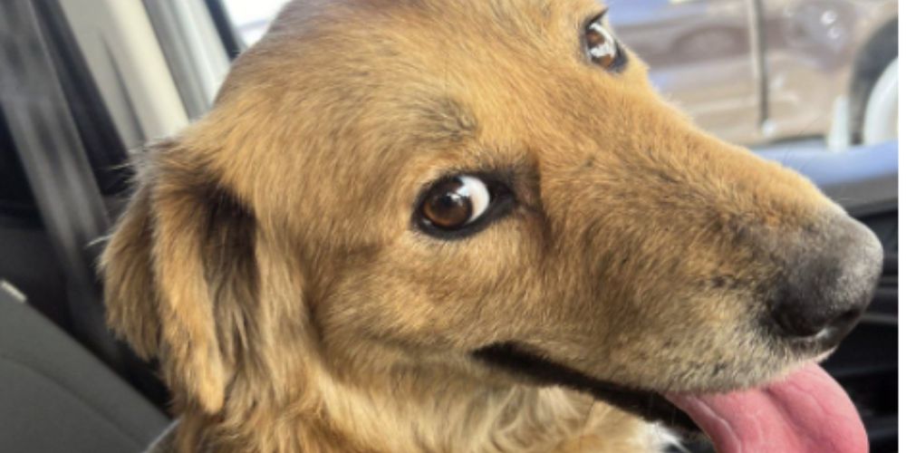 Dog rescued after more than a week trapped inside shipping container in ...