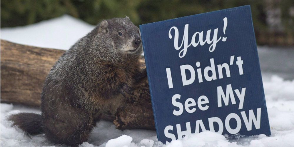 Groundhog Day: Canada's famous furry forecasters predict early spring