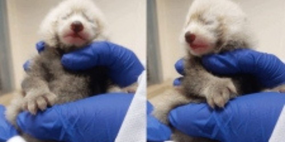 Endangered red panda cub born at Toronto Zoo, just third in more than ...