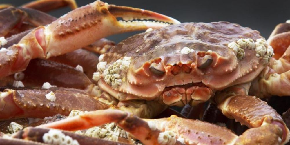 Consciousness a 'realistic possibility' in birds, fish, squid and bees ...