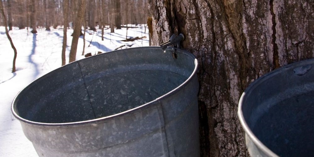 Mild winter springs an early sap run at Shaw's Maple Syrup | Barrie 360