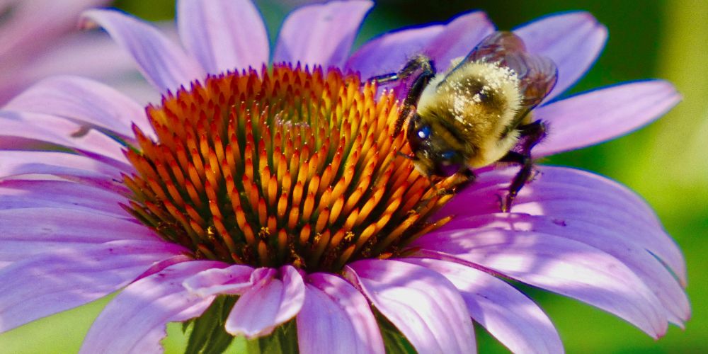 7 flowers that attract bees (and other pollinators) | Barrie 360