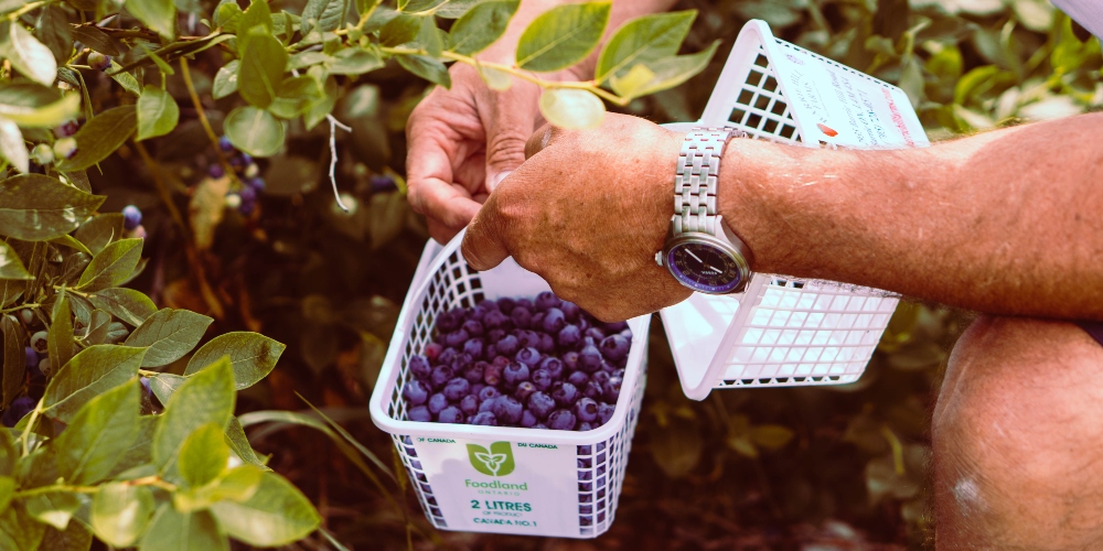 10 Delicious Ways To Enjoy Freshly Picked Berries | Barrie 360