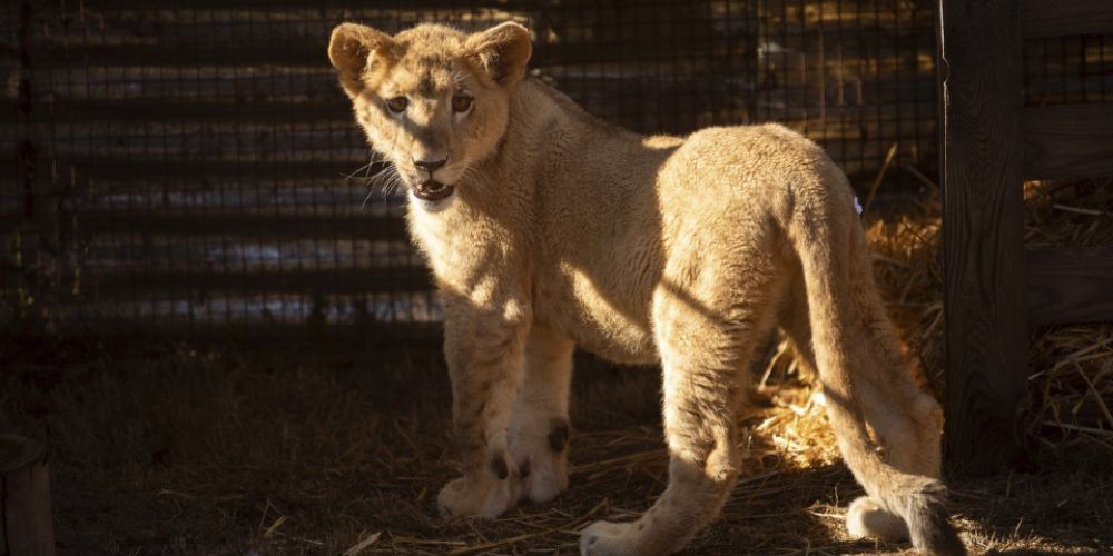 rescued-lions-bred-shot