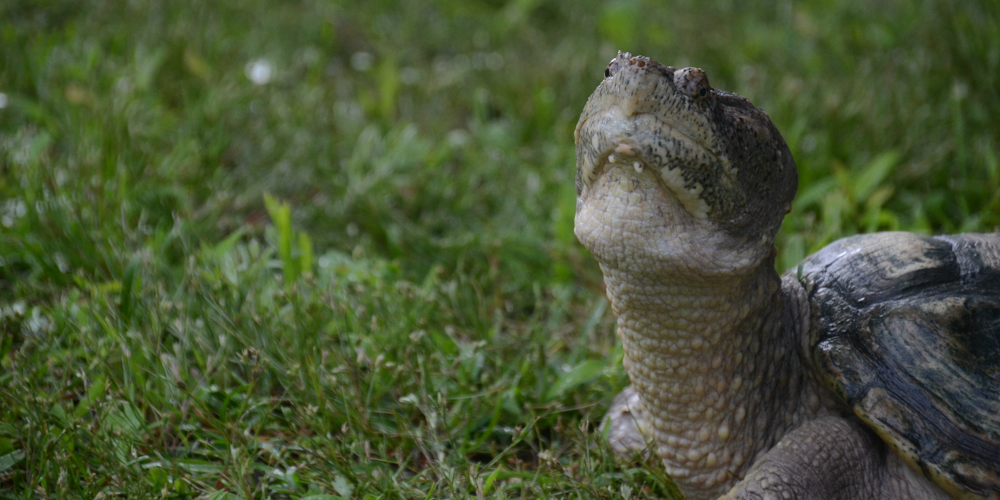 A "Shell" Of An Event: The Muskoka Turtle Blitz! | Barrie 360