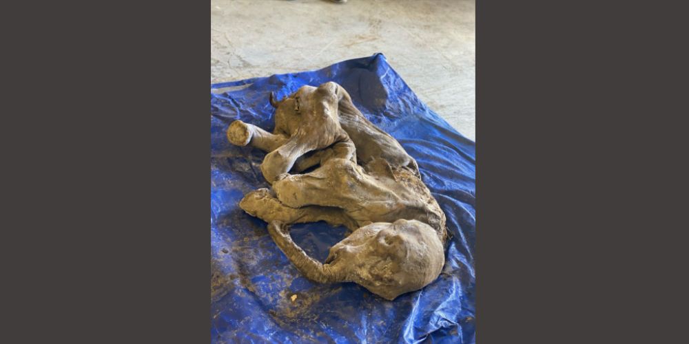 Mummified woolly mammoth calf discovered by gold miners in Yukon