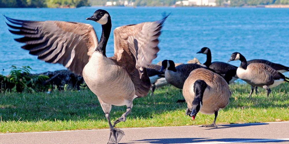 Canada Geese: A Nuisance That Nearly Went Extinct | Barrie 360