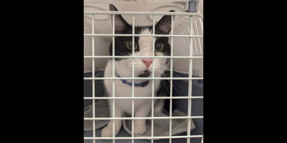 The cat came back: Montreal owners reunite with Indie, feline missing ...