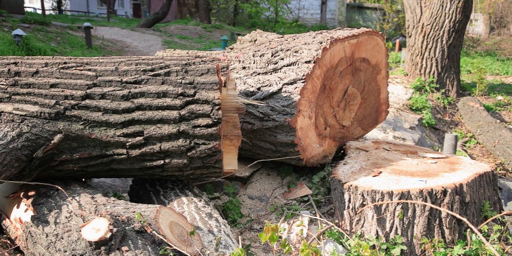 8 Signs That It May Be Time To Start Cutting Down Your Trees