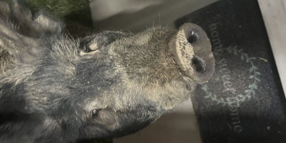 Wayward 450-pound pig named Kevin Bacon hams it up for home security camera