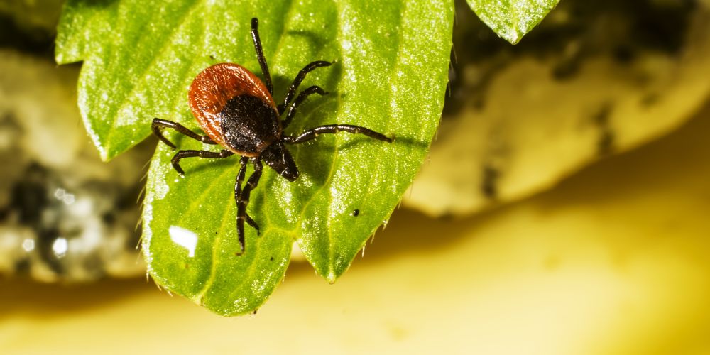 Types of ticks in Ontario and why it matters which one bit you