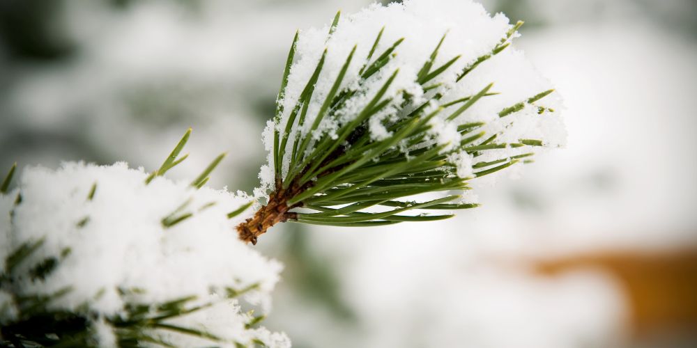 Why Winter Is The Best Time To Do Tree Work | Barrie 360