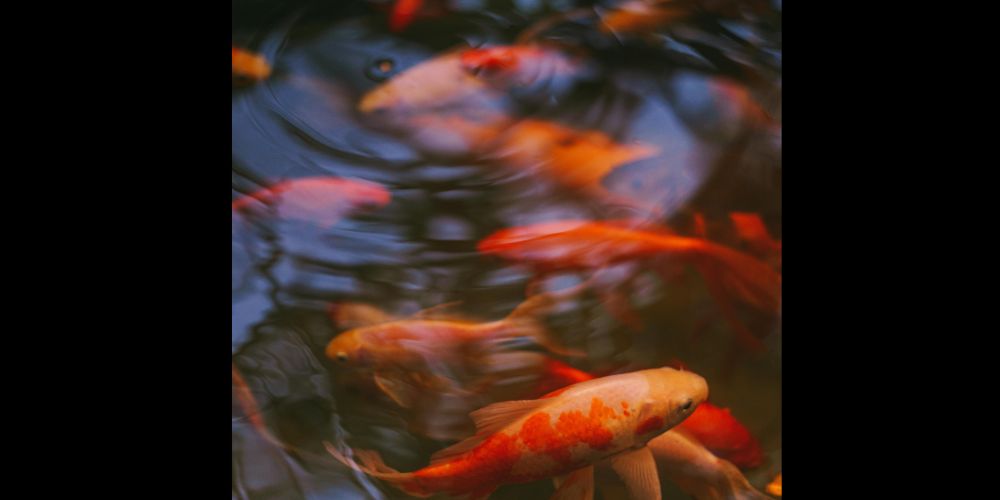 A puddle in Brooklyn, New York, is home to over 100 goldfish