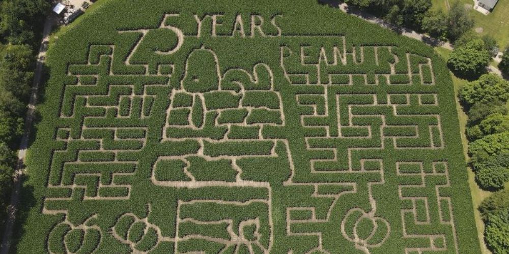 Farmers honour 'Peanuts' creator Charles M. Schulz with corn mazes ...