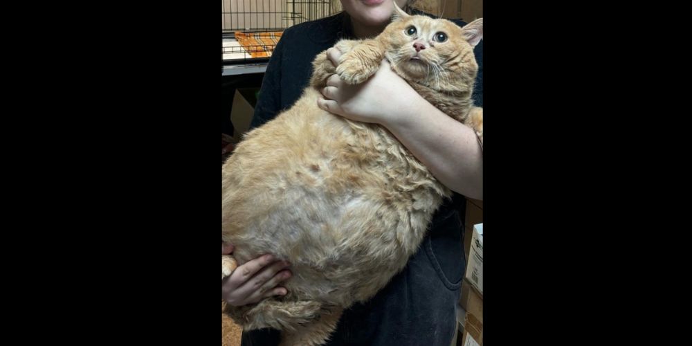 A fat cat named Crumbs goes viral after trying to escape from a weight ...