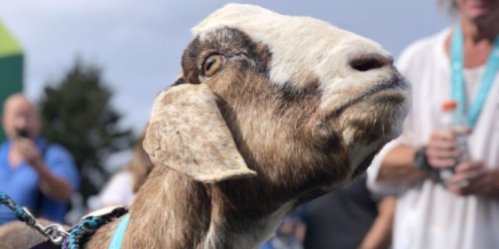 Marathon goat: animal runner wins hearts and a medal after crashing ...