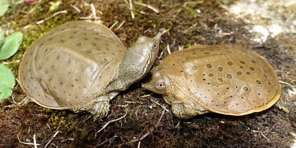 Forget the beaver, moose and goose. These are the most Canadian animals ...