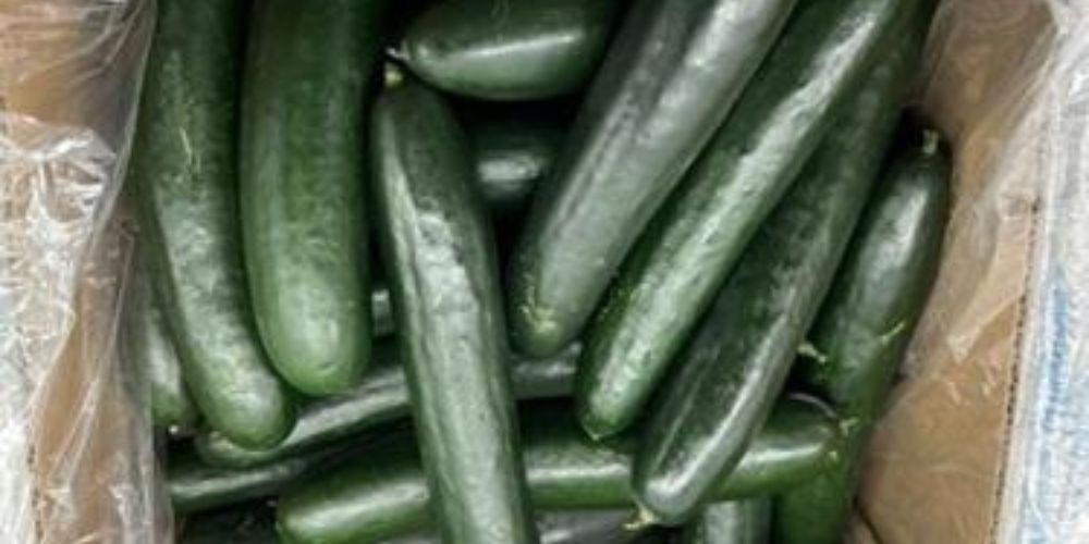 Possible salmonella contamination prompts recall of cucumbers sold in ...