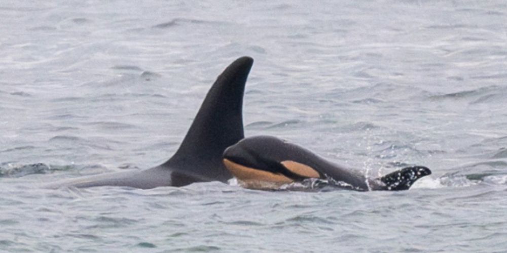 Famous orca mother carrying body of another dead calf in act of grief ...