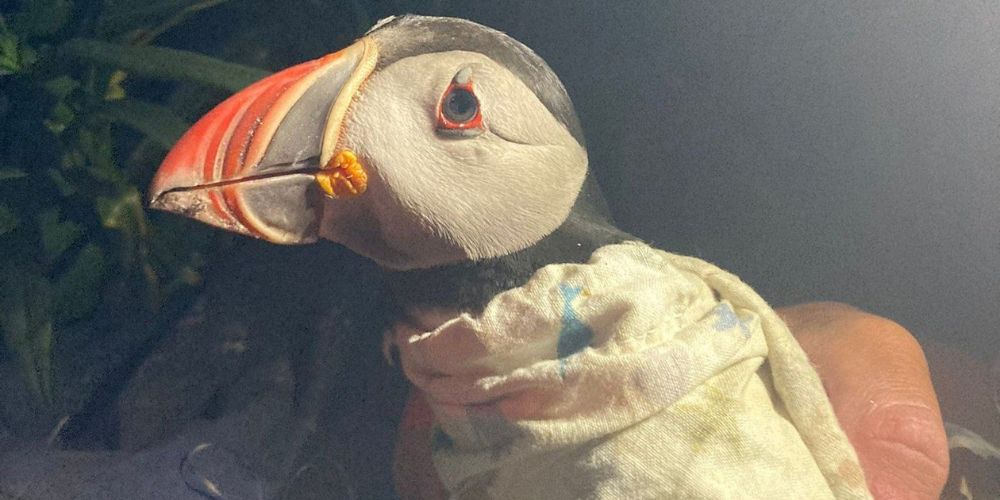 Hey old bird: A 33-year-old puffin on New Brunswick island going strong ...