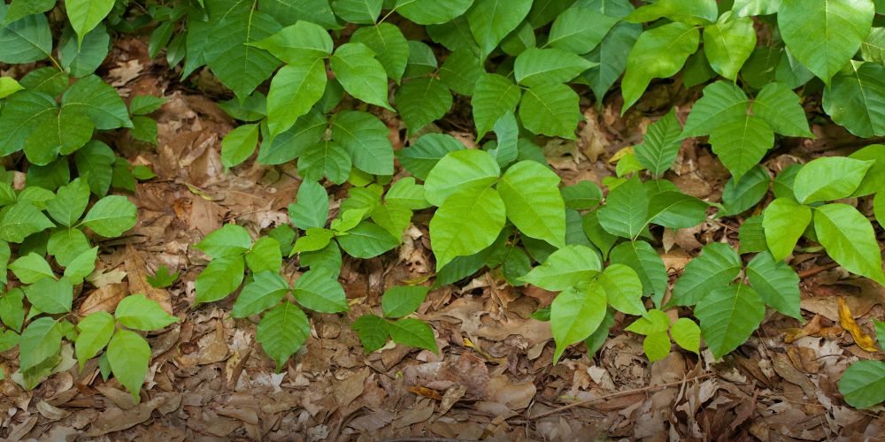 8 poison ivy myths you need to stop believing | Barrie 360