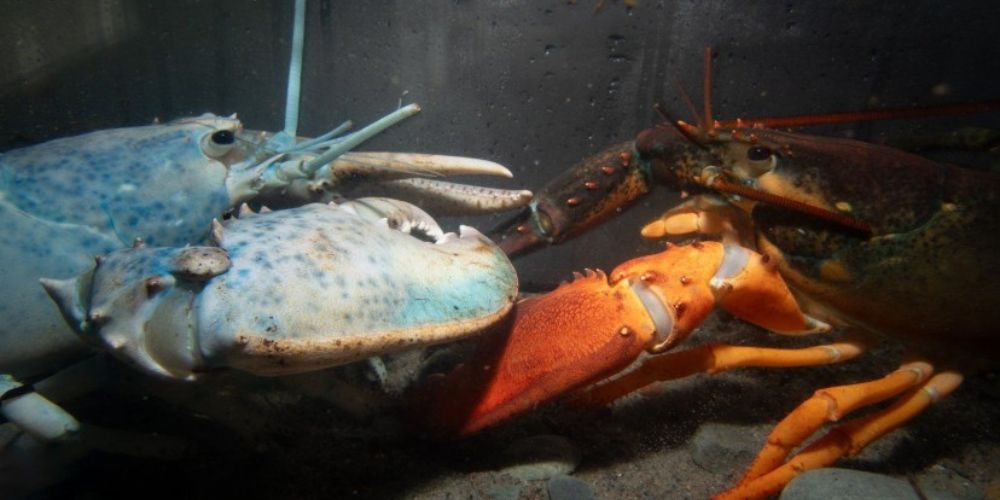 Pair of rare, multicoloured lobsters new summer stars of Dartmouth ...