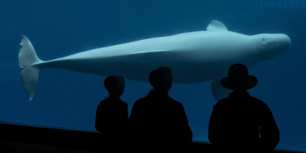 Another beluga and a seal have died at Marineland. The deaths caught ...