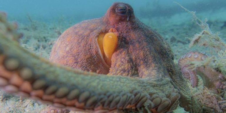 How to use 8 arms? Octopuses tend to explore with their front limbs
