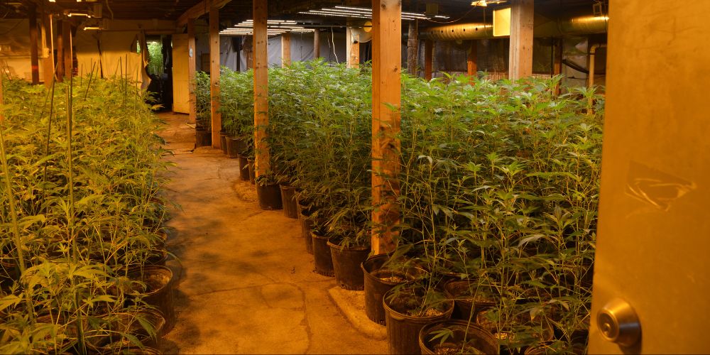 Over 8,000 cannabis plants seized at property in Bradford West Gwillimbury