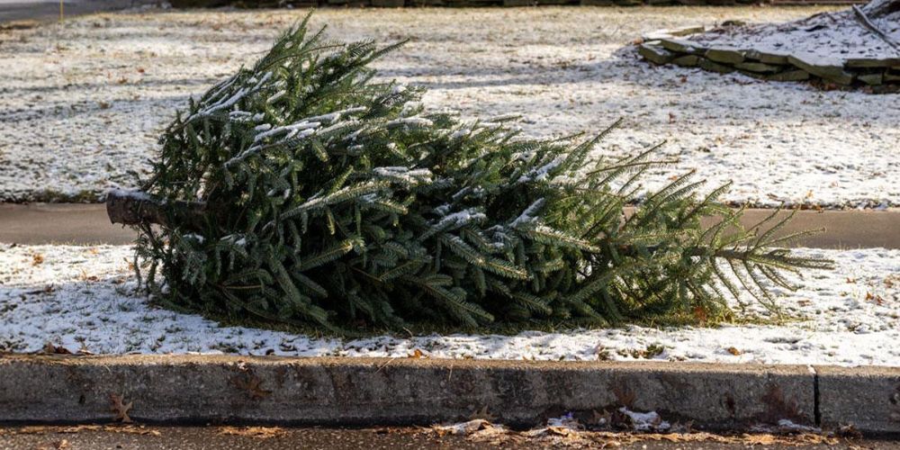 Christmas tree collection: What you need to know