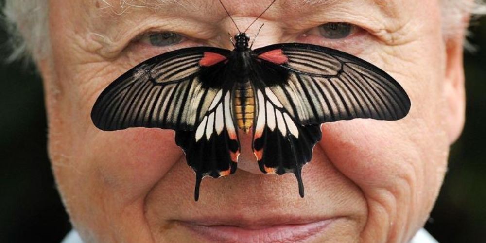 David Attenborough Turns 100: BBC Celebrates Legendary Nature Broadcaster