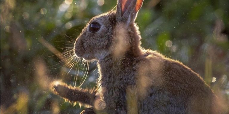 Alberta man gets 8-year sentence in shocking rabbit cruelty case